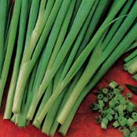 Chives – Cub Pack 65